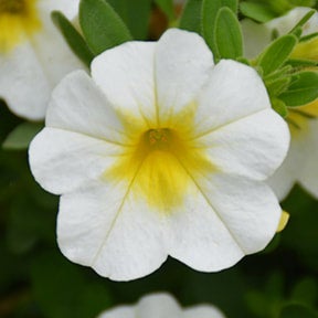 Superbells Over Easy Calibrachoa | Netta's Nursery - Posen, Michigan